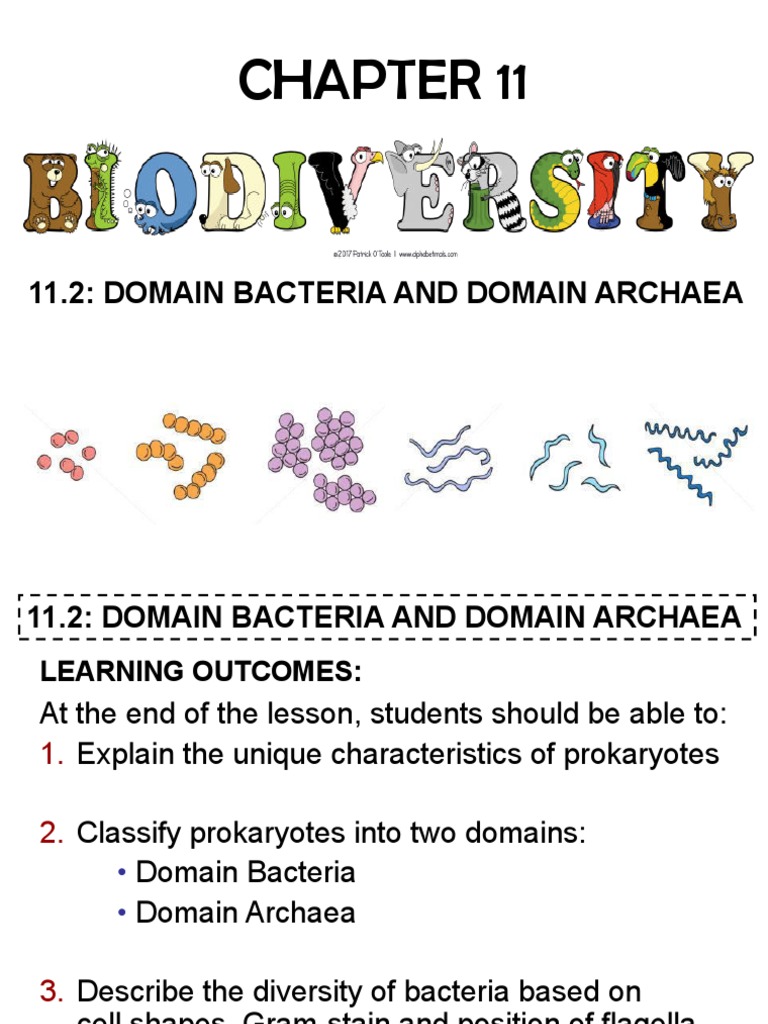 Prokaryote Classification Guide | PDF | Prokaryote | Bacteria