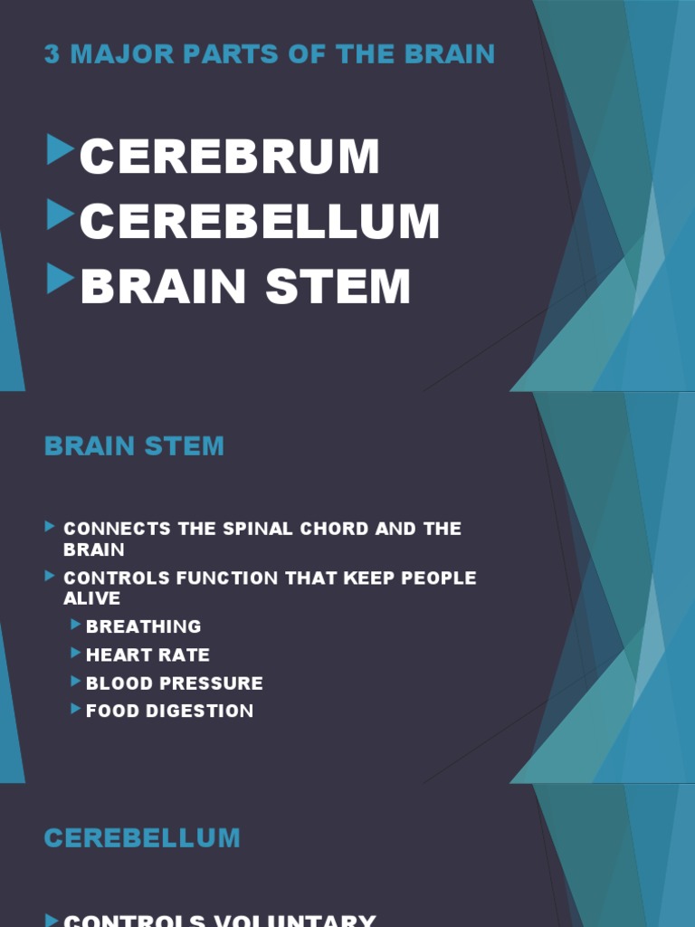 Understanding the Brain's Structure | PDF