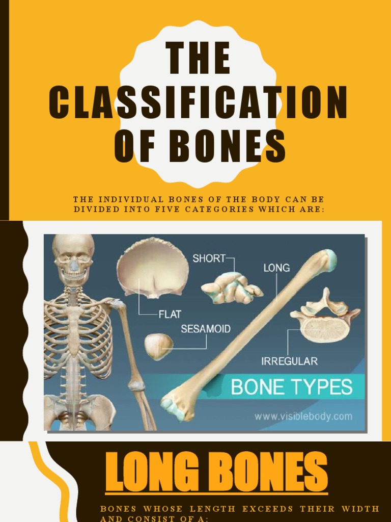 THE Classification of Bones: The Individual Bones of The Body Can Be ...