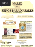 Nariz y Senos Paranasales | PDF | Nariz humana | Rinología