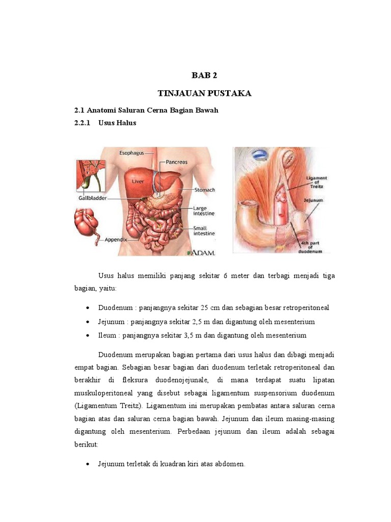 Anatomi Usus Halus dan Besar | PDF