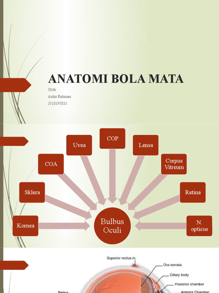 Anatomi Bola Mata | PDF