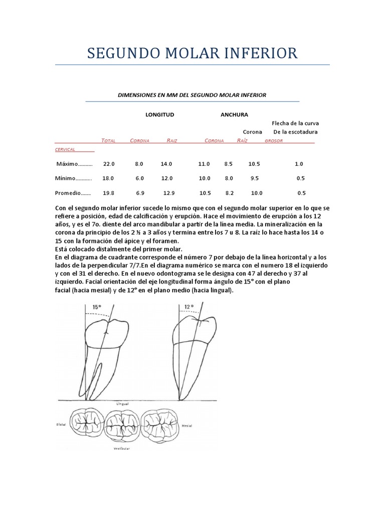Segundo Molar Inferior | PDF | Naturaleza