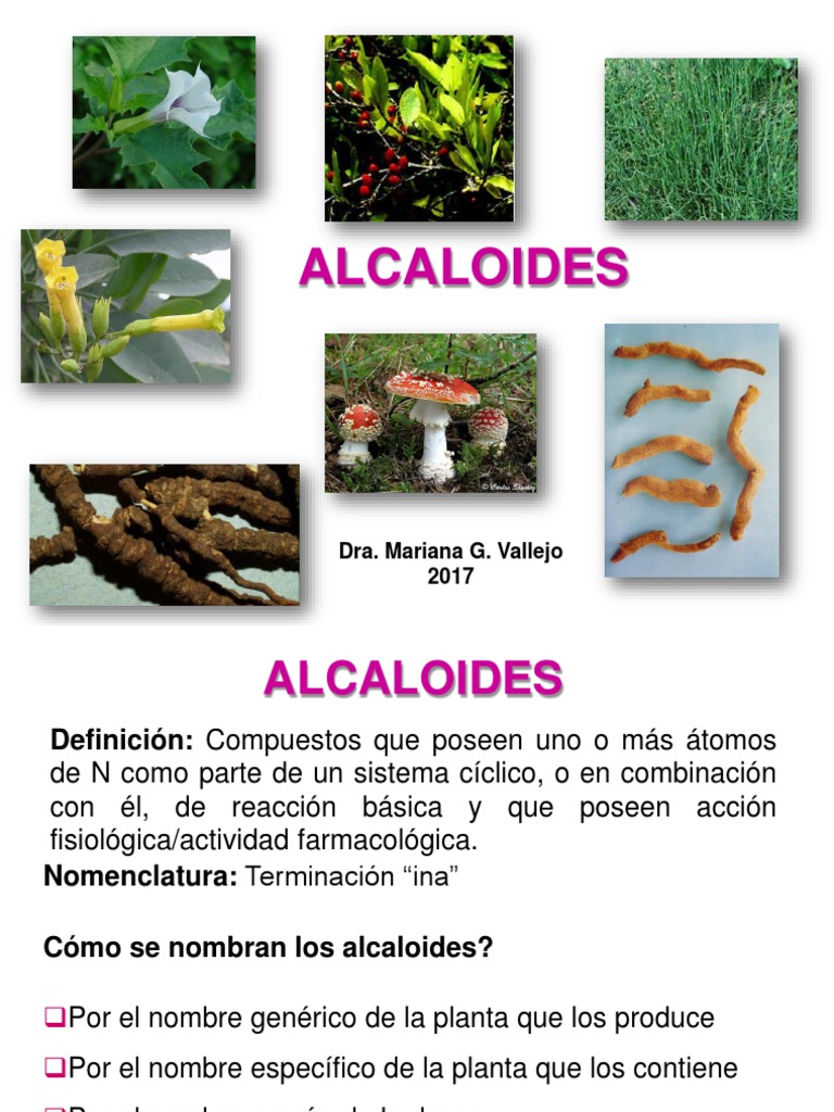 Alcaloides: Compuestos nitrogenados de origen natural con actividad ...