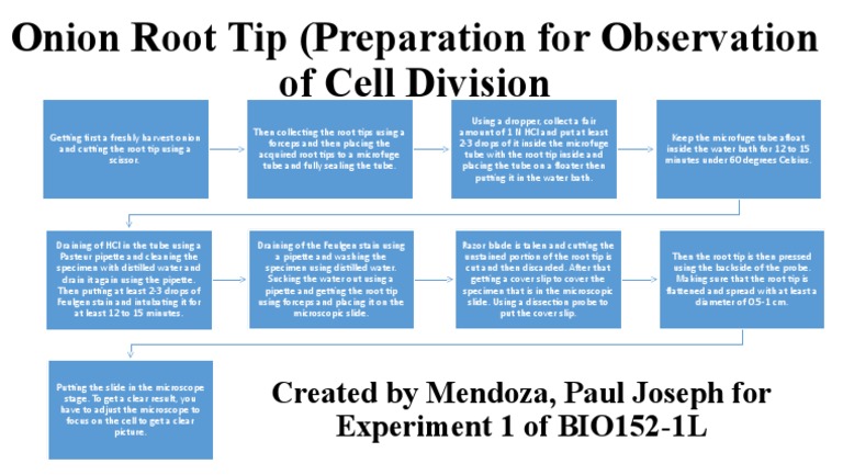 Onion Root Tip Cell Division Prep | PDF | Laboratory Equipment ...
