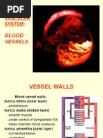 Tissue Fluid Formation in Capillaries | PDF | Lymph | Vein