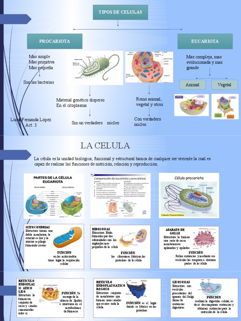 Esquema de La Celula | Descargar gratis PDF | Citoplasma | Biología ...