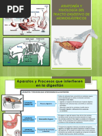 Ciclo de Vida de La Vaca | PDF | Vacas | Leche
