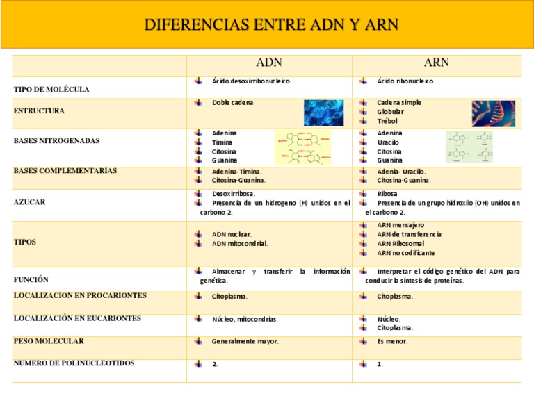 Cuadro Comparativo Entre Adn y Arn | PDF | Rna | Adn