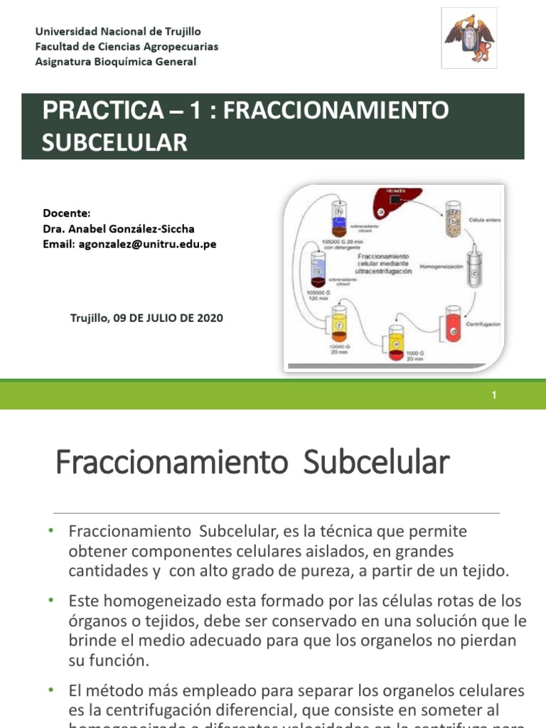 PRACTICA 1-Fraccionamiento Subcelular PDF | PDF | Mitocondria | Biología Celular)