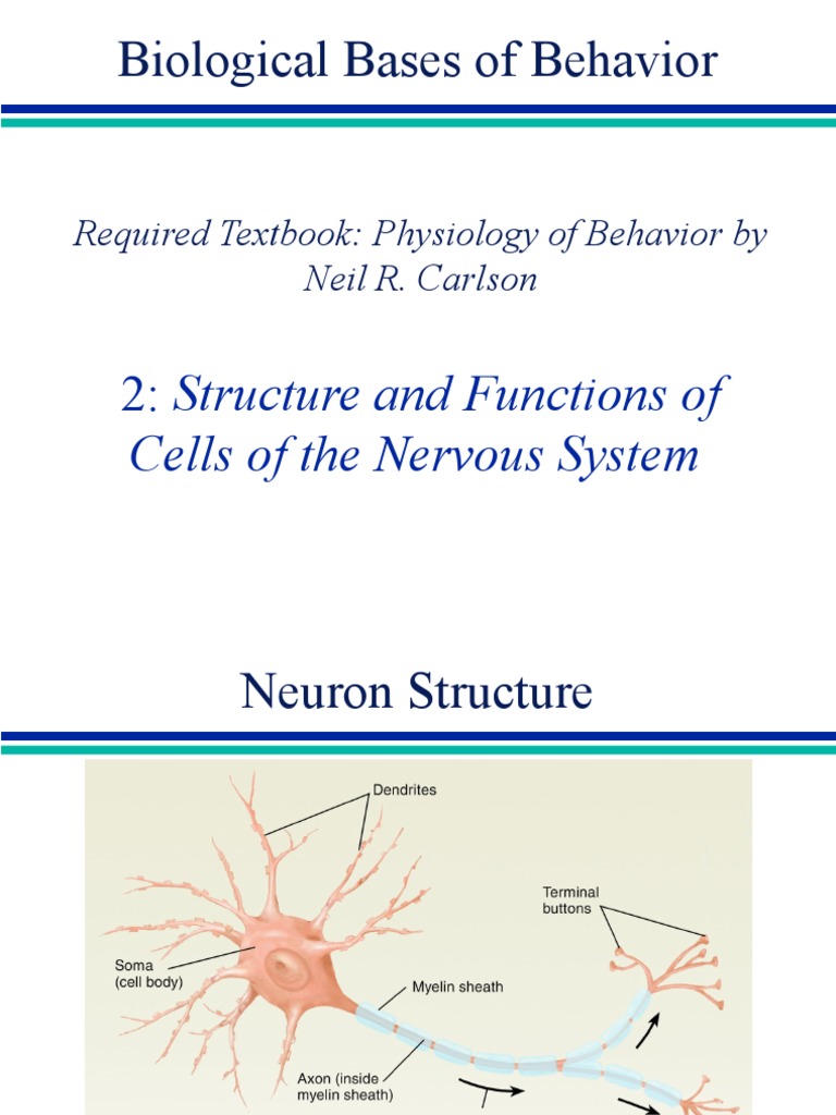 Lesson-2 Structure and Function of The Cell in The Nervous System | PDF ...