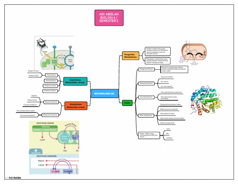 MindMap Metabolisme Sel - Biologi Sel | PDF