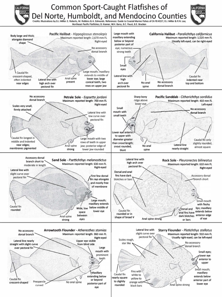 Flat Fish Handout 021517 | PDF | Vertebrates | Aquatic Organisms