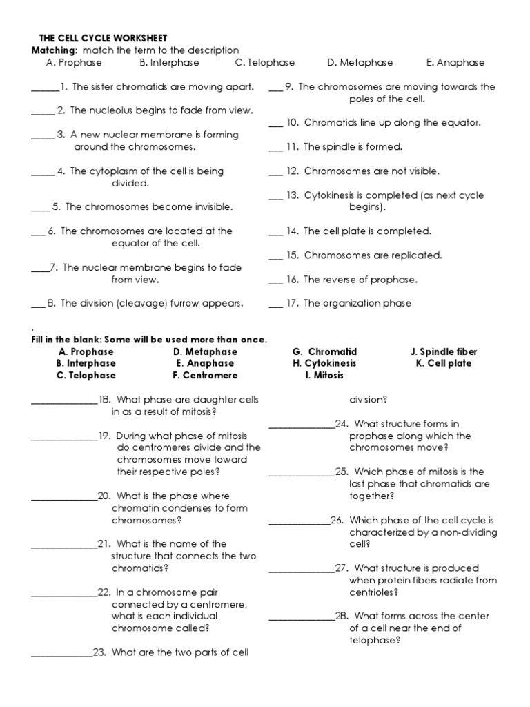 The Cell Cycle Worksheet | PDF | Mitosis | Chromosome
