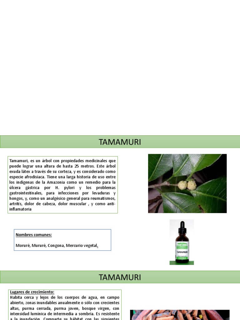 Las propiedades medicinales y usos del árbol Tamamuri | PDF