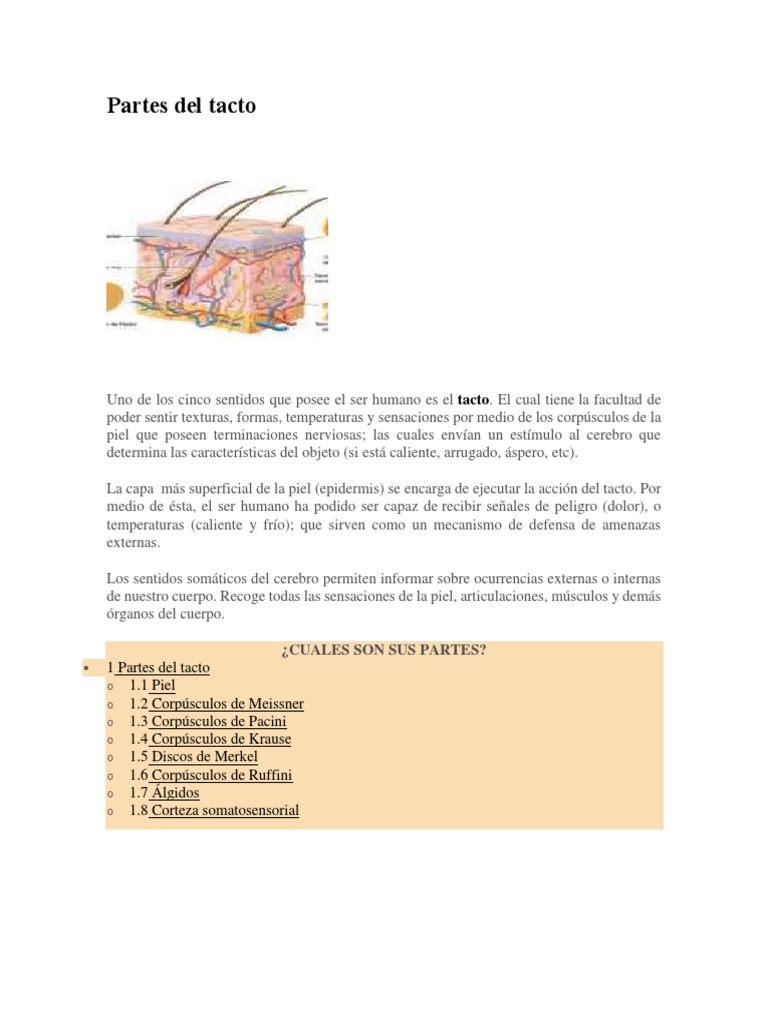 Partes Del Tacto | PDF | Sistema somatosensorial | Piel
