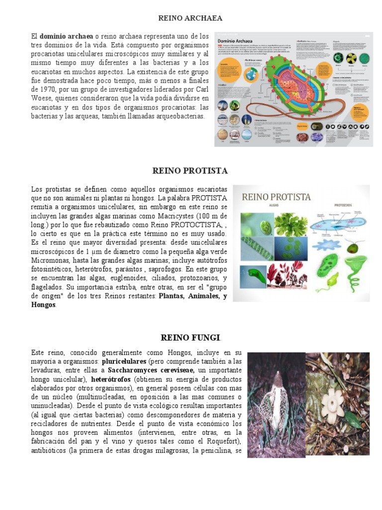 Reino Archaea | PDF | Plantas | Pescado