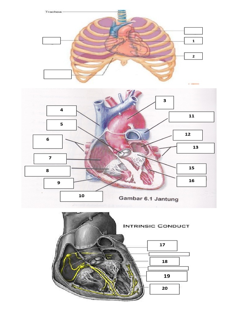 Anatomi Kardiovaskuler Uprak | PDF