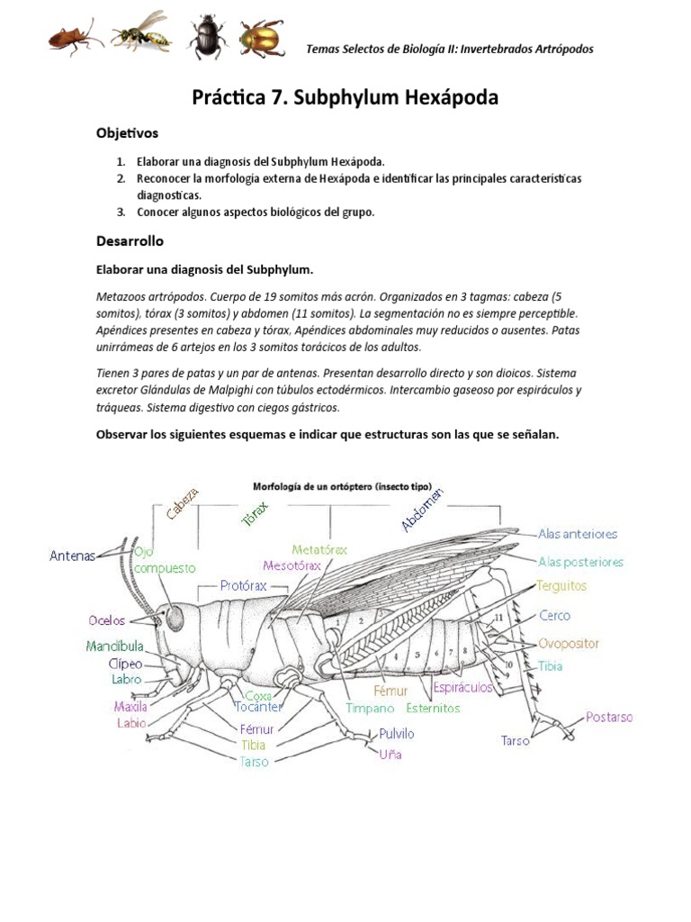 Práctica 7 - Subphylum Hexapoda | PDF | Hexapoda | Insectos
