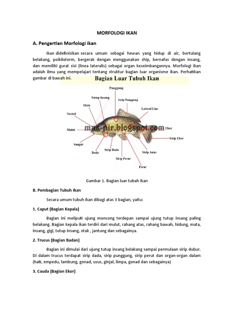 Morfologi Ikan | PDF