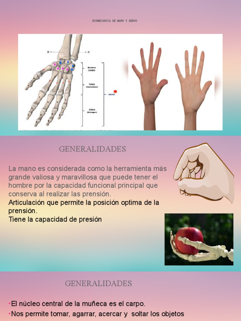 Articulación de La Mano - 2020 | PDF | Mano | Sistema musculoesquelético
