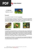Evolución de Insectos: Cronología y Origen | PDF | Insectos | Escala de ...