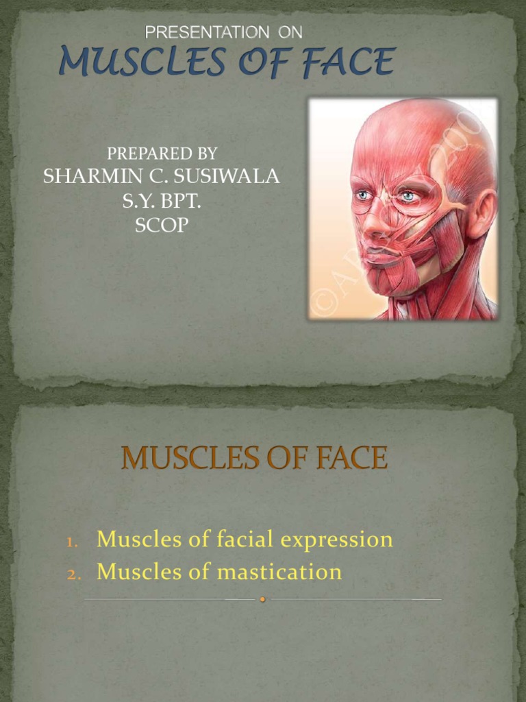 Muscles of Face | PDF | Human Nose | Musculoskeletal System