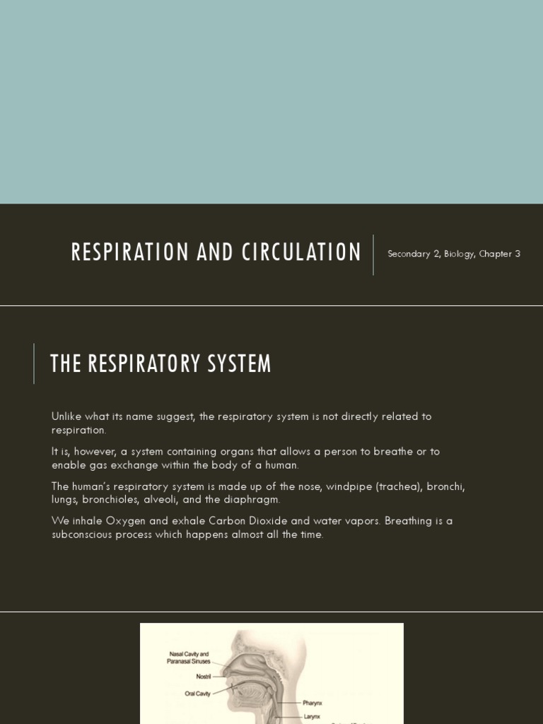 Understanding Human Respiratory System | PDF | Lung | Respiratory System
