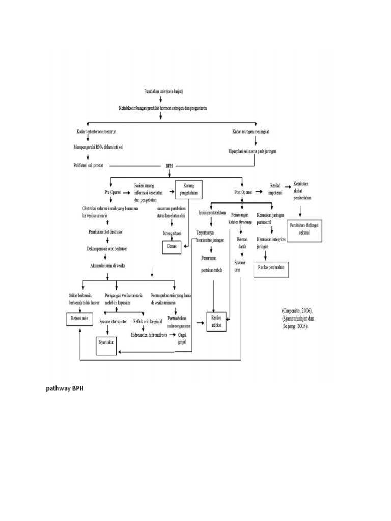 Pathway BPH | PDF