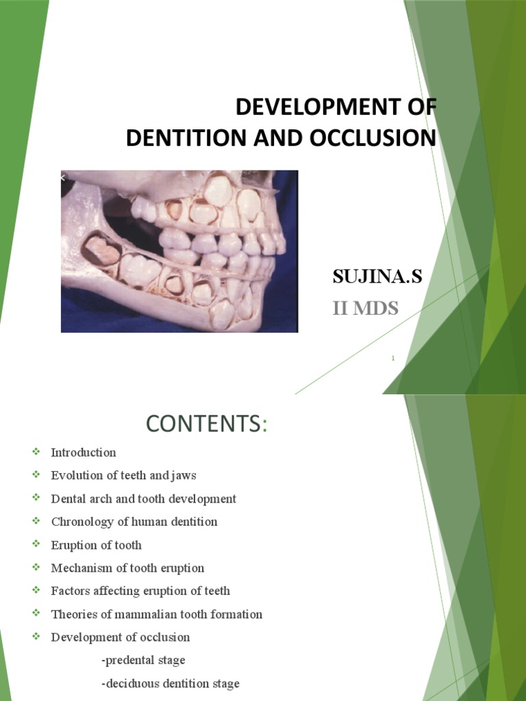 Development of Dentition and Occlusion: Sujina.S | PDF | Human Tooth ...