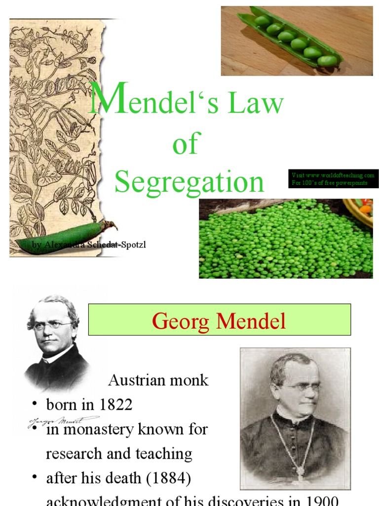 Mendels Law of Segregation | PDF | Dominance (Genetics) | Allele