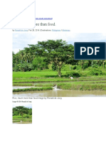 Flowchart of The Rice Production Process | PDF | Rice | Grain