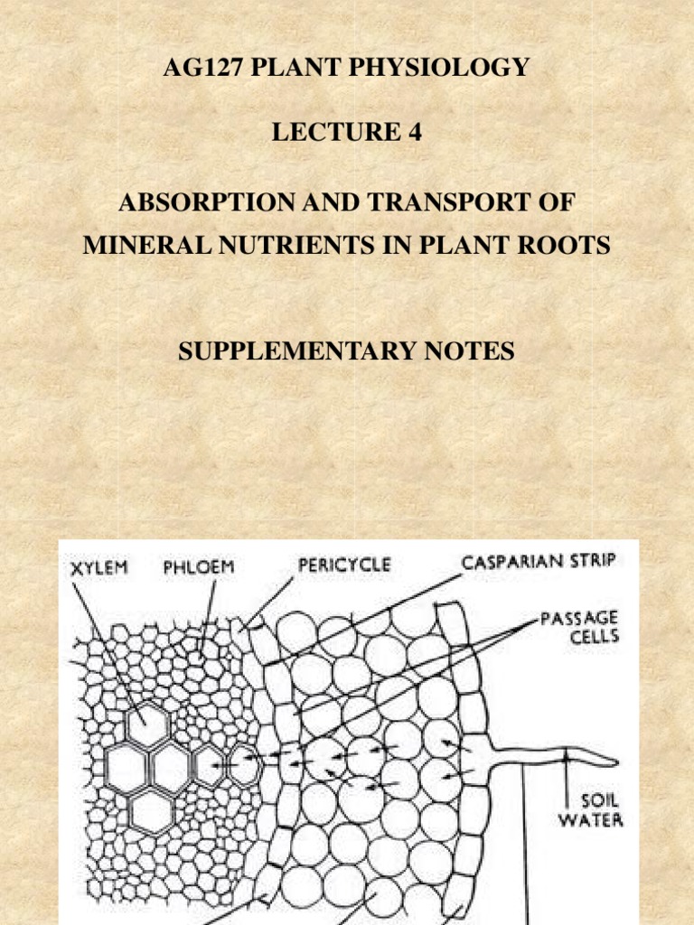 Plant Nutrient Absorption Basics | PDF | Diffusion | Soil
