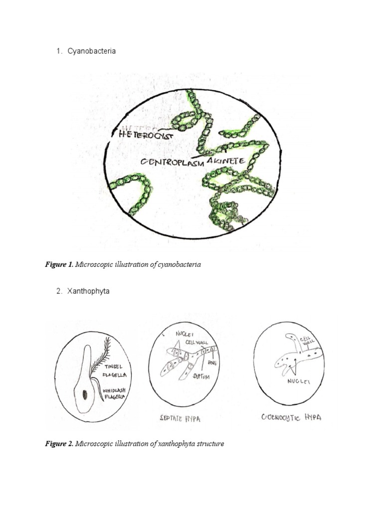 Cyanobacteria Diagram