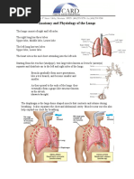 Anatomy and Physiology of Lung | PDF | Lung | Respiratory Tract