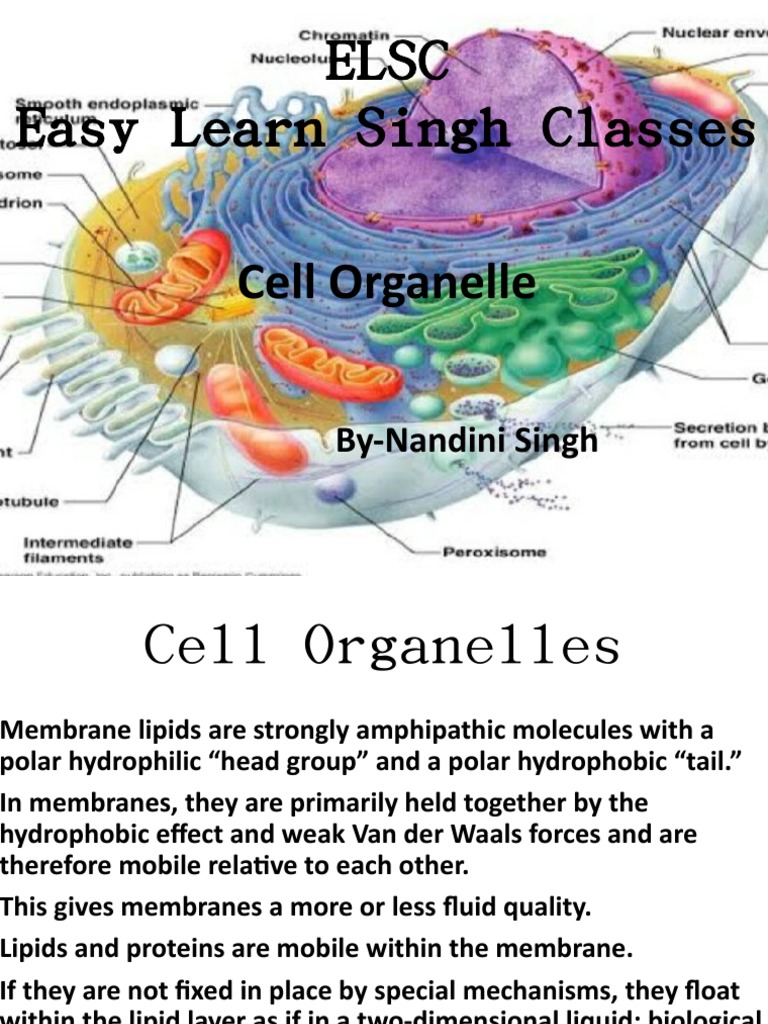 Elsc Easy Learn Singh Classes: Cell Organelle | PDF | Cell Wall | Cell ...