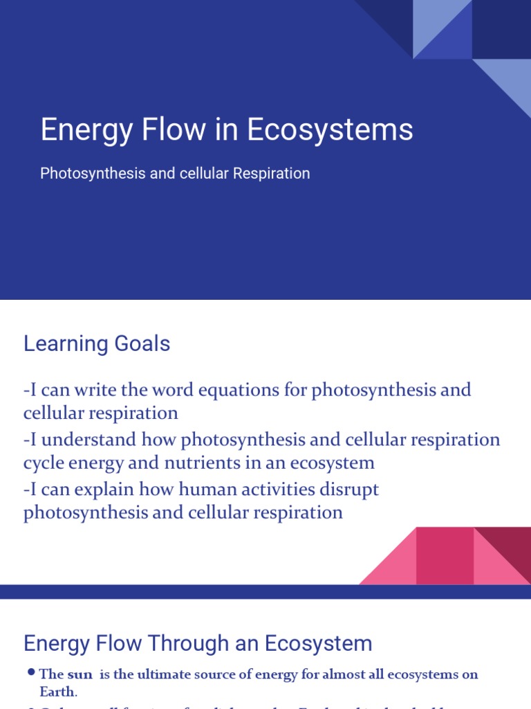 Energy Flow in Ecosystems | PDF | Photosynthesis | Food Web