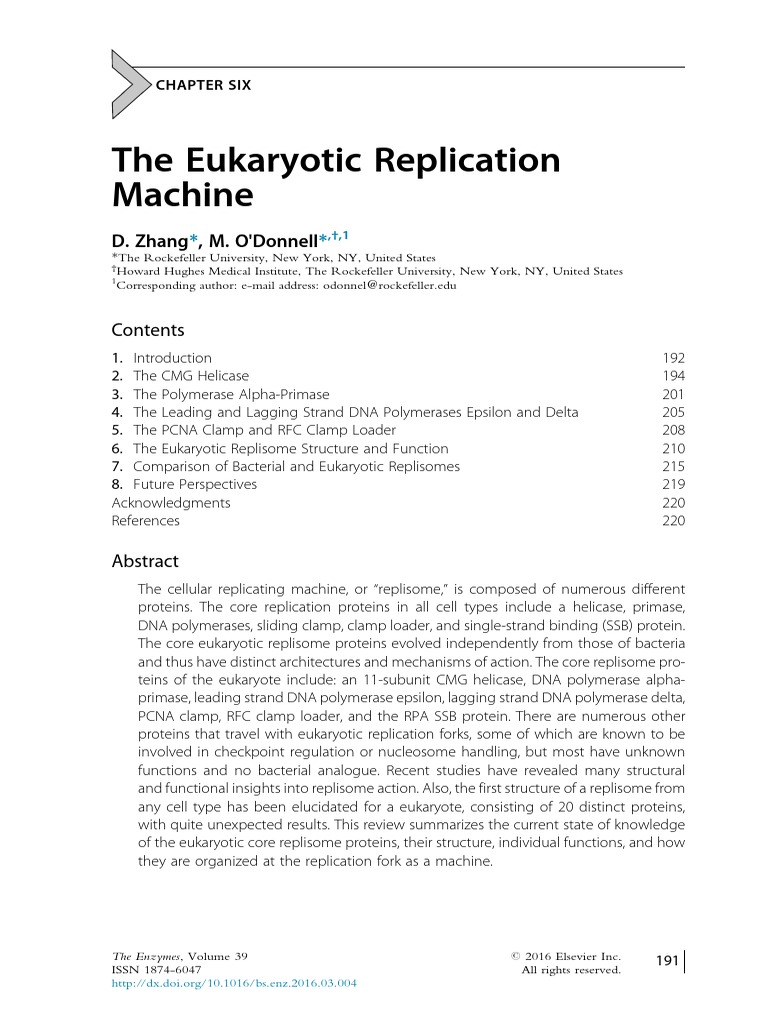 The Eukaryotic Replication Machine: D. Zhang, M. O'Donnell | PDF | Dna ...