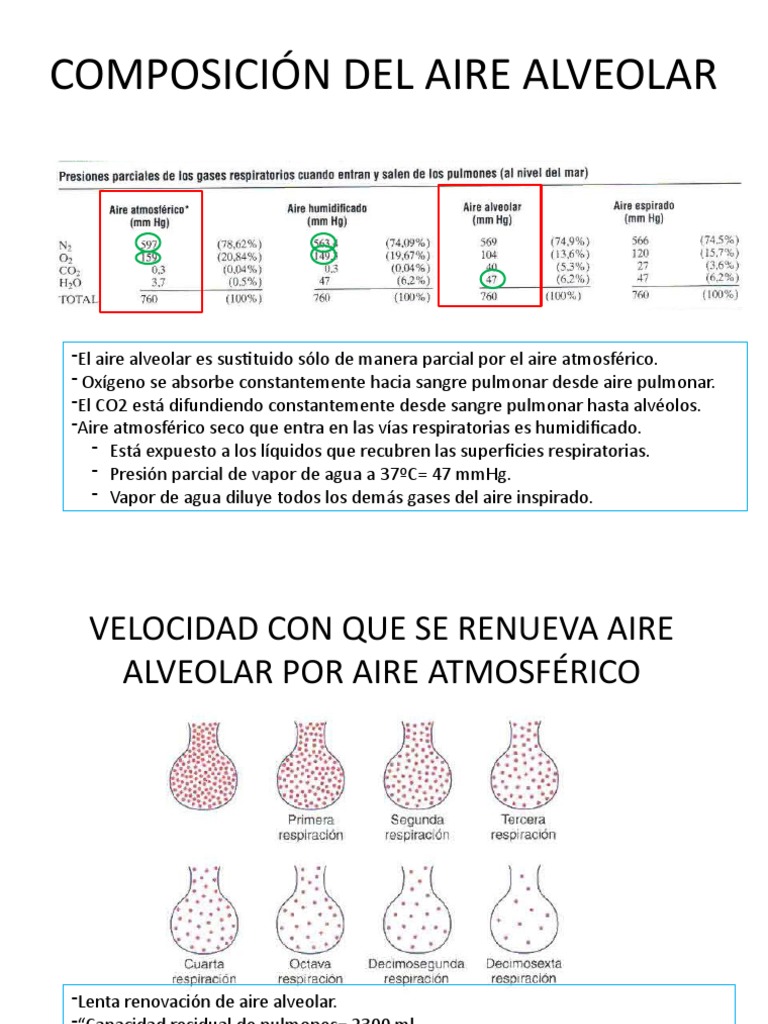 Composición Del Aire Alveolar | PDF