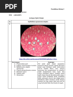 Jaringan Epitel | PDF