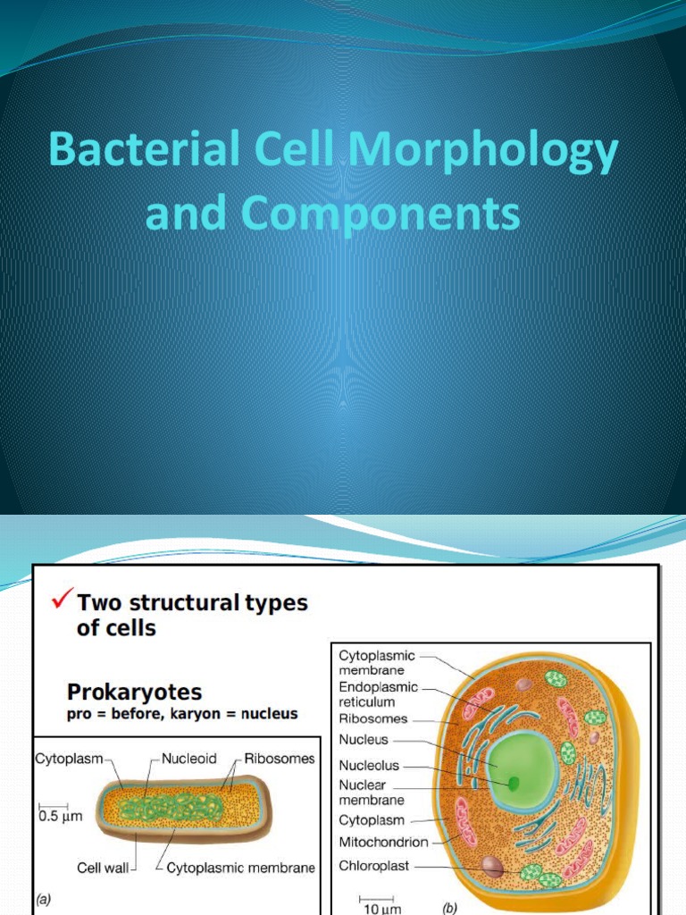 Bacterial Cell Morphology and Components | PDF