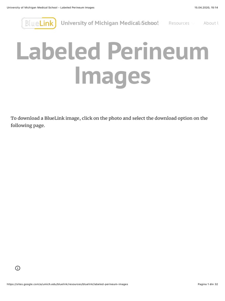 Labeled Perineum Images: University of Michigan Medical School | PDF ...