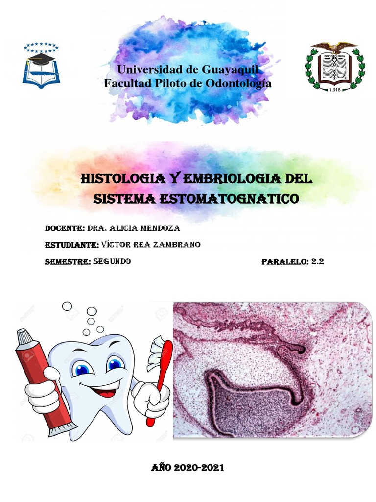 Semento Dental y Generalidades Mapa | PDF | Esmalte de dientes | Anatomía
