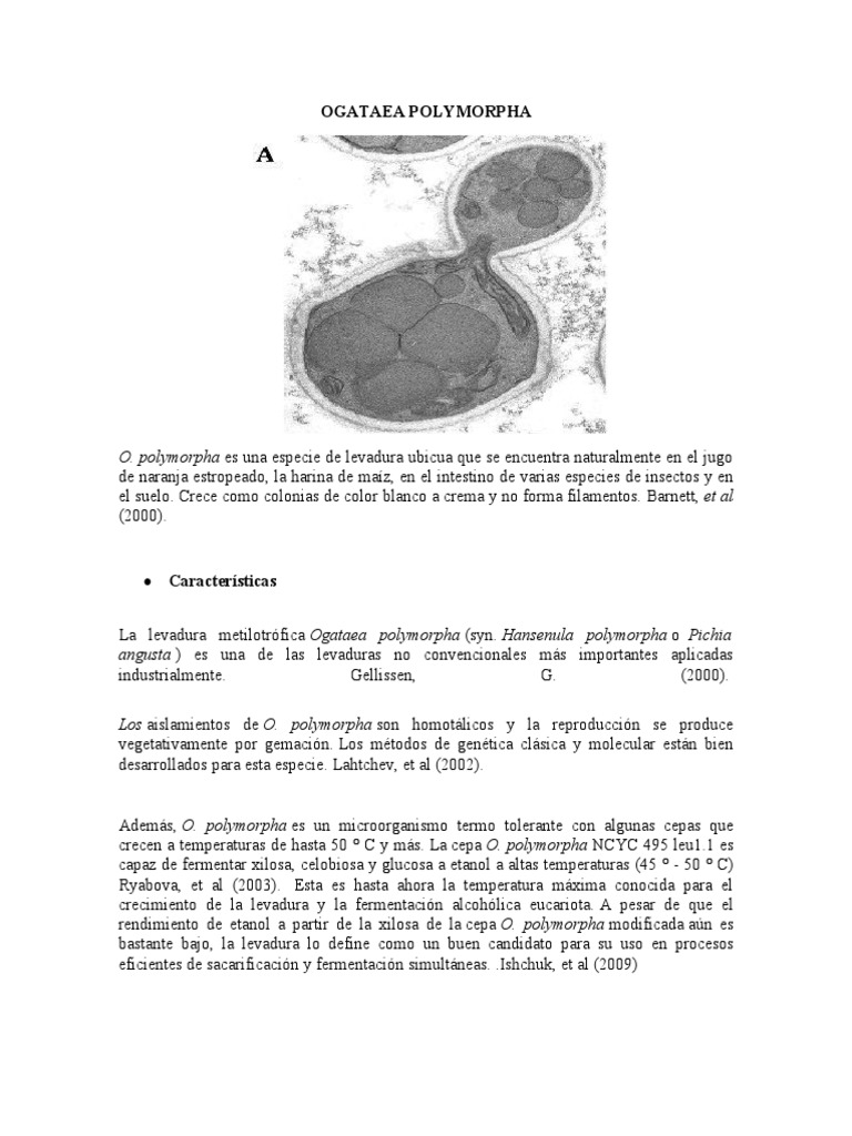 Trabajo Ogataea Polymorpha | PDF | ADN recombinante | Metabolismo