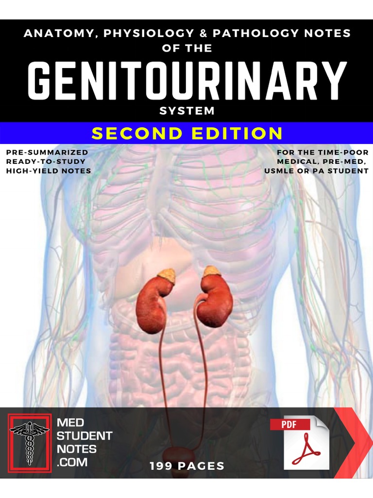 Genitourinary System | PDF | Kidney | Urinary Bladder