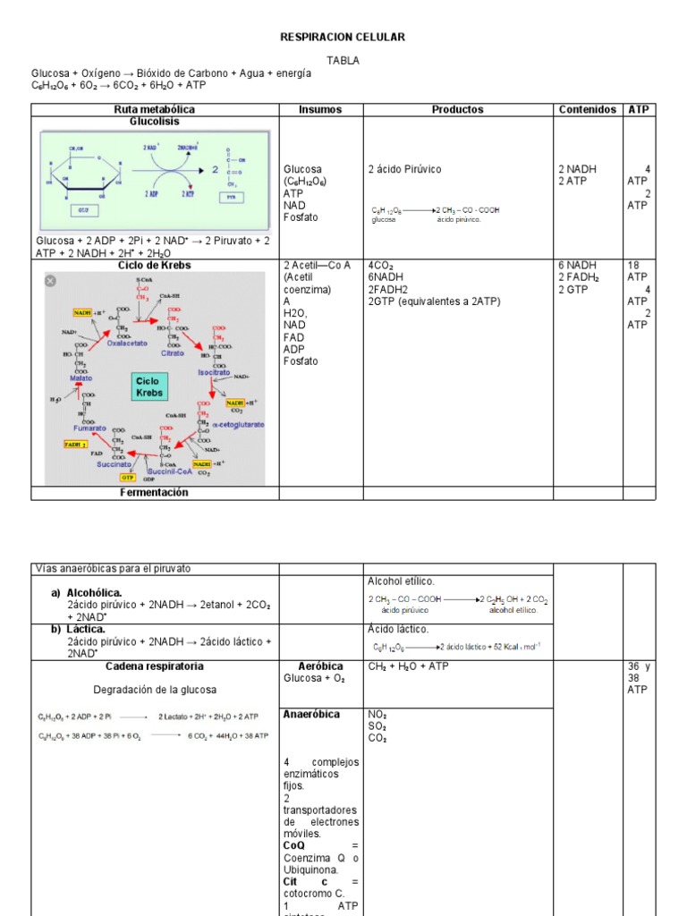 Respiracion Celular Tabla | PDF | Trifosfato de adenosina | Biomoléculas