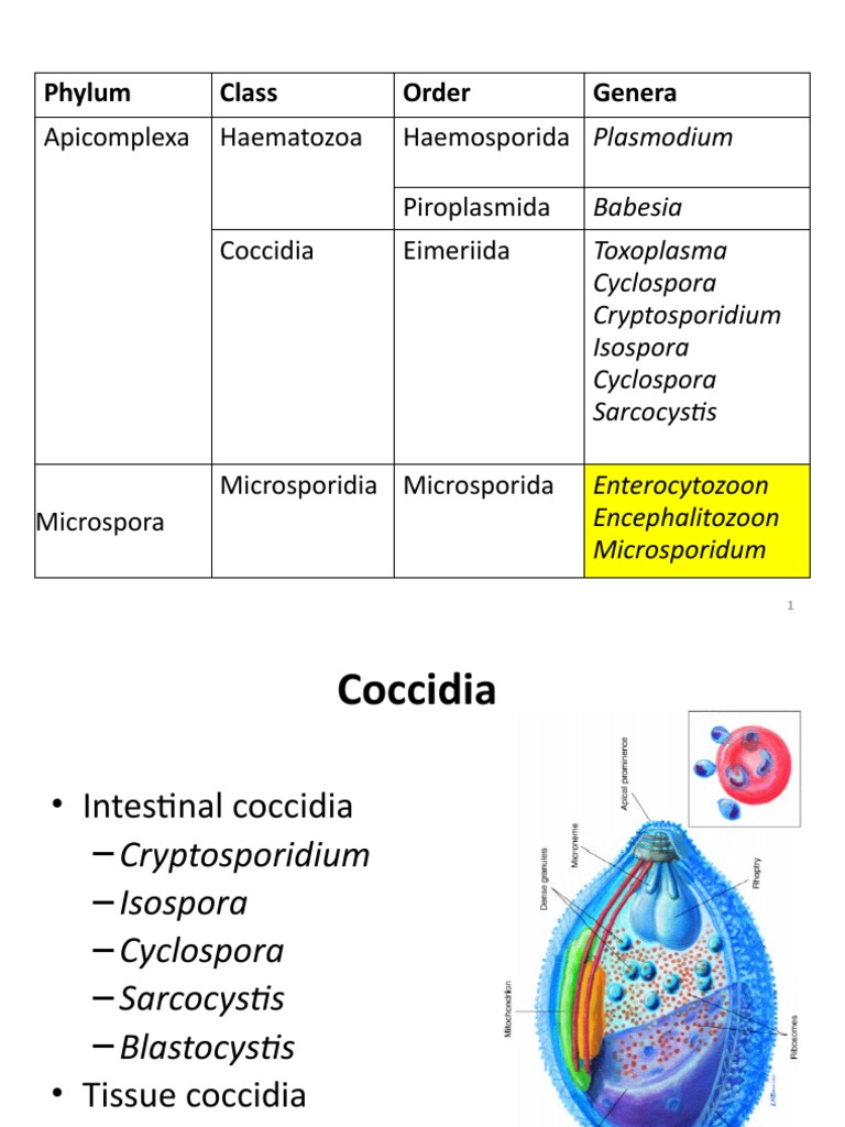 Phylum Class Order Genera: Apicomplexa Haematozoa Haemosporida ...