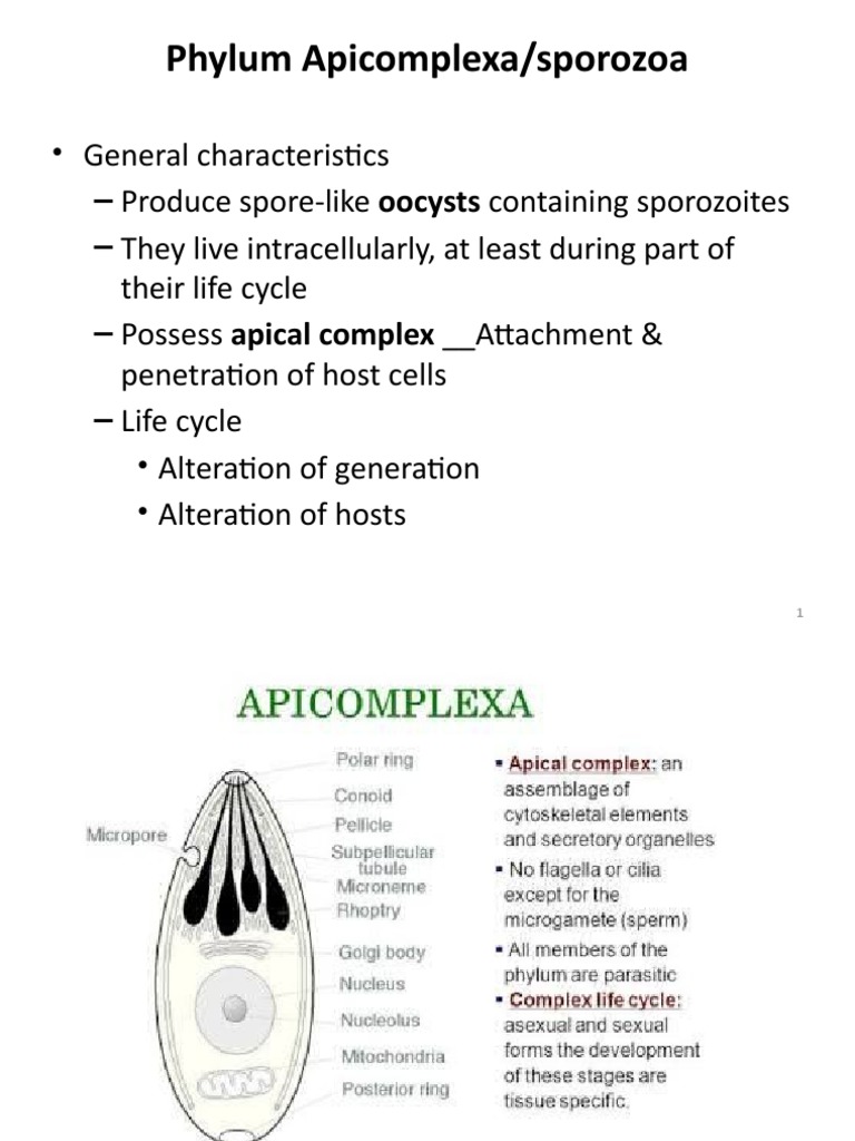 Phylum Apicomplexa/sporozoa | PDF | Plasmodium Falciparum | Malaria
