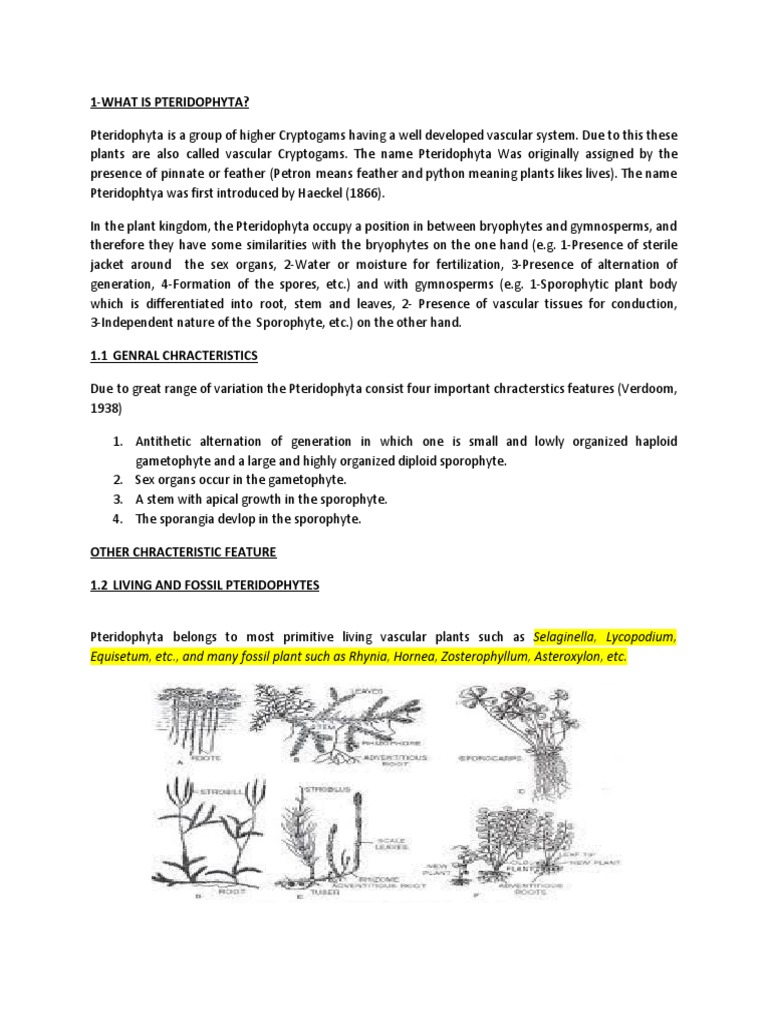 Pteridophytes Classification