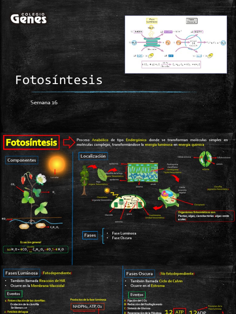 Proceso de la fotosíntesis: transformación de la energía luminosa en ...